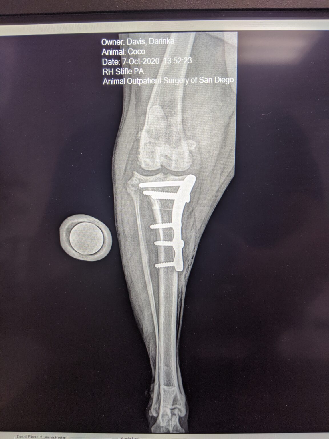 What Is TPLO Surgery For Dogs?