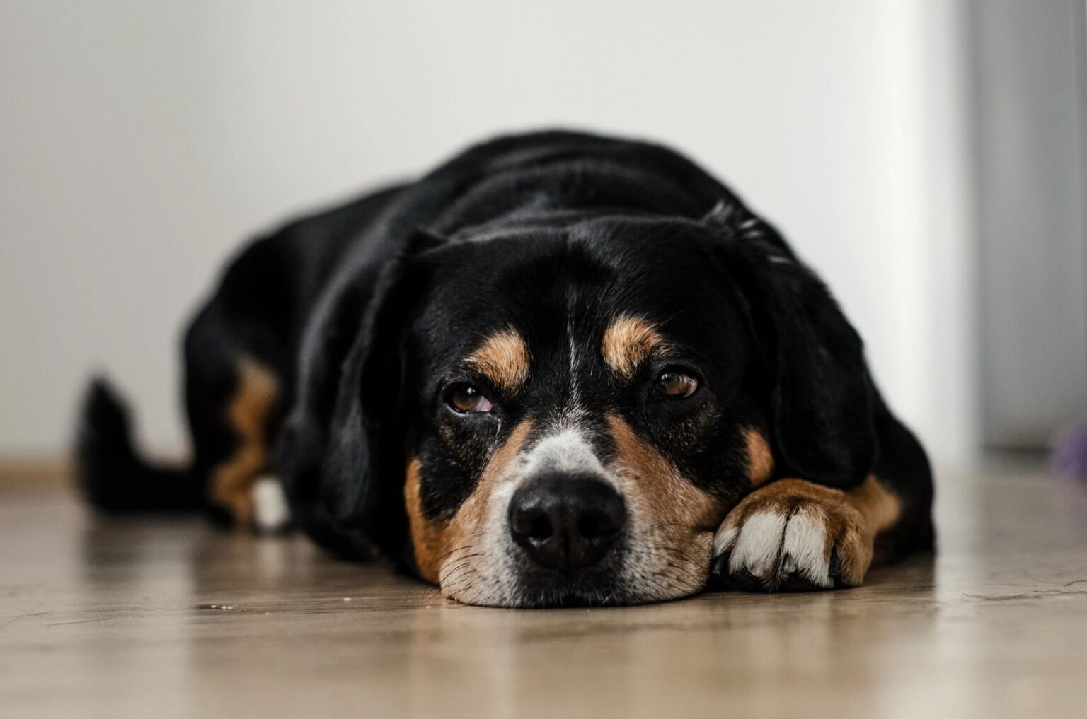 What Are the Most Common Complications of TPLO Surgery in Dogs?